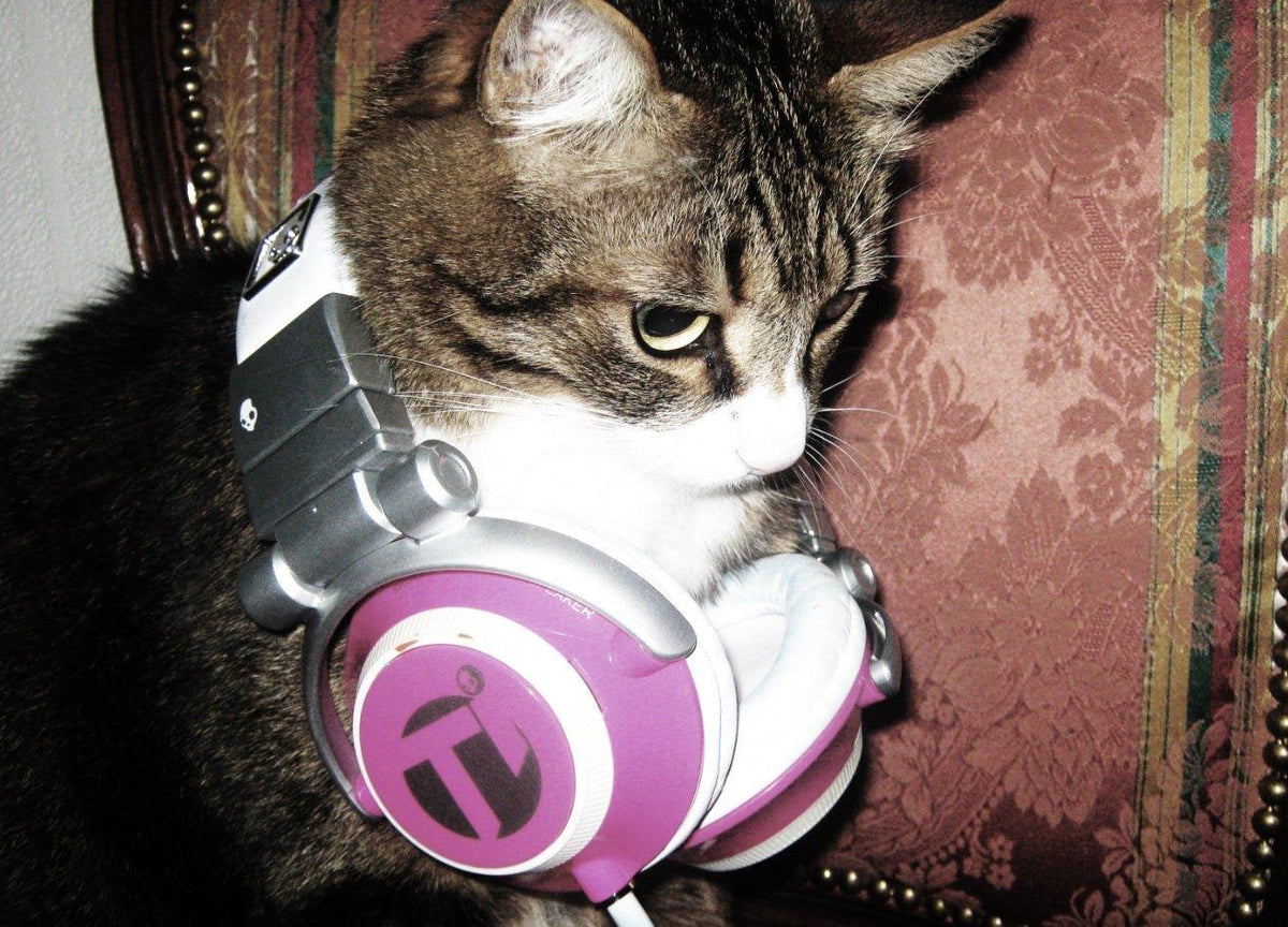 Explore Our Collection: Cat with Headphones Memes, GIFs and Drawings ...